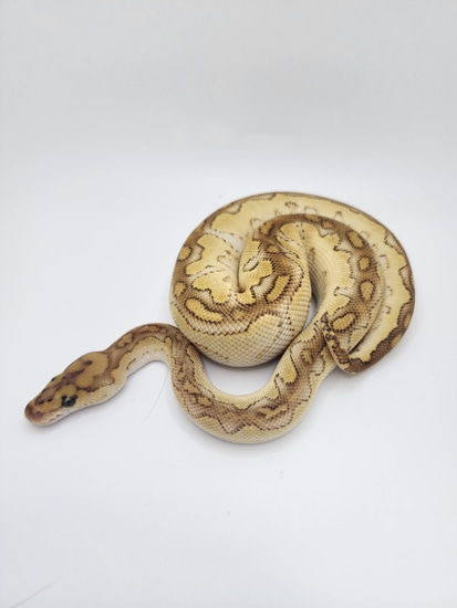 Lesser Clown Het Hypo Ball Python by The ReptiSpot, LLC