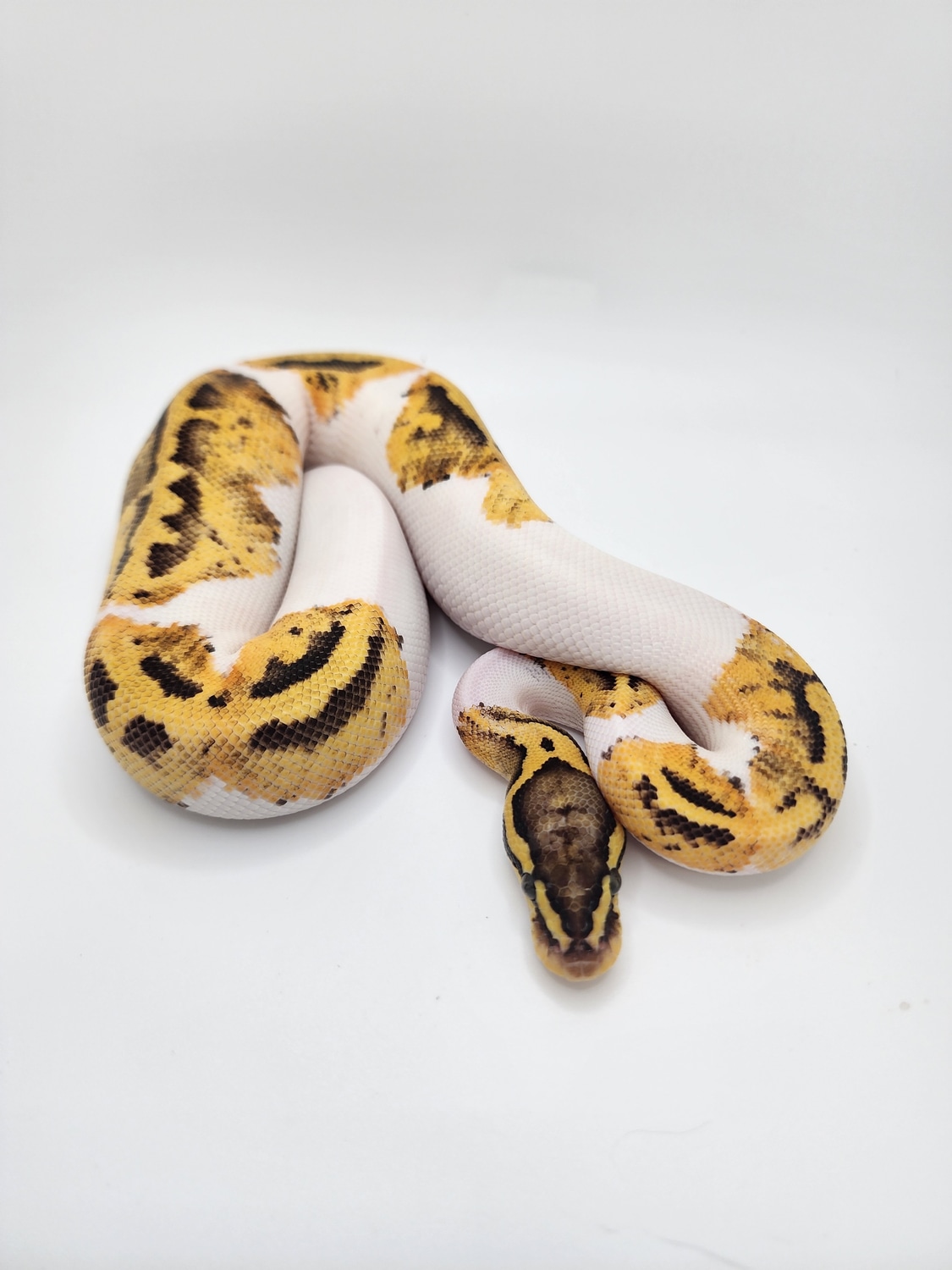 Pastel Enchi Fire Pied Ball Python by The ReptiSpot - MorphMarket