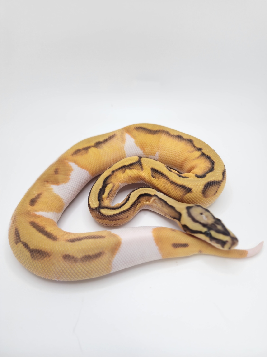 Pastel Enchi Orange Dream Hypo Pied Ball Python by The ReptiSpot ...