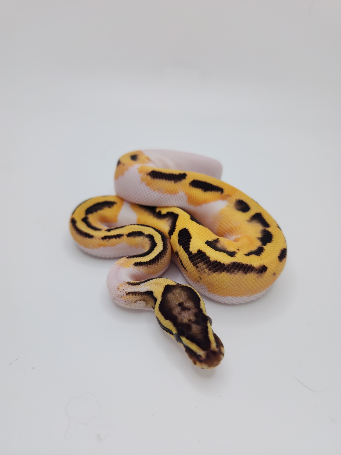 Pastel Enchi Super Orange Dream Pied Het Hypo Ball Python by The ...