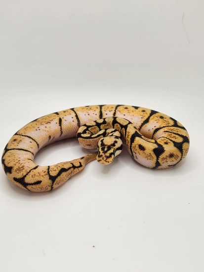 Pastel Fire Spider DH Desert Ghost Pied Ball Python by The ReptiSpot, LLC