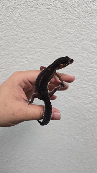 Korean Line Black Night Leopard Gecko by The ReptiSpot