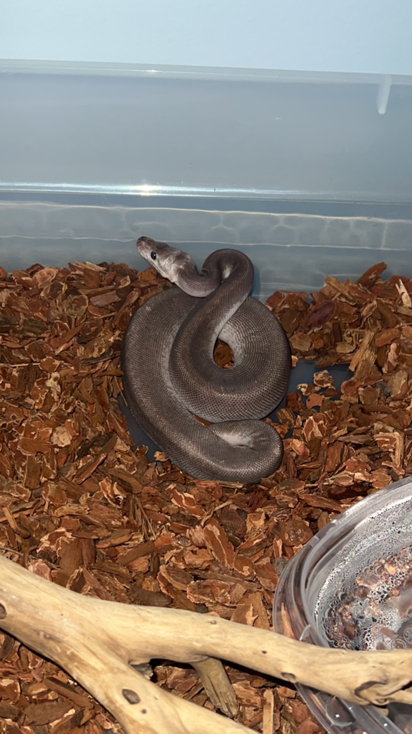 Super Pewter Cinnamon Ball Python by Simply Reptiles - MorphMarket