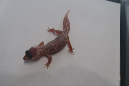 Blizzard Murphy Patternless Leopard Gecko by The Rise Ranch