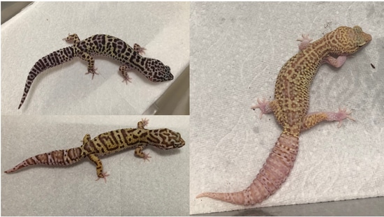 White Knight Project Females Leopard Gecko by The Rise Ranch