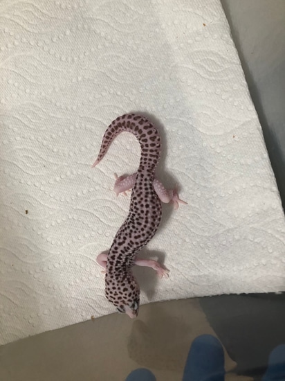 Galaxy Leopard Gecko by The Rise Ranch