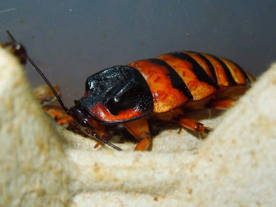 10 Ct. Halloween Hissing Cockroaches (Elliptorhina Javanica) by The Roach Ranch