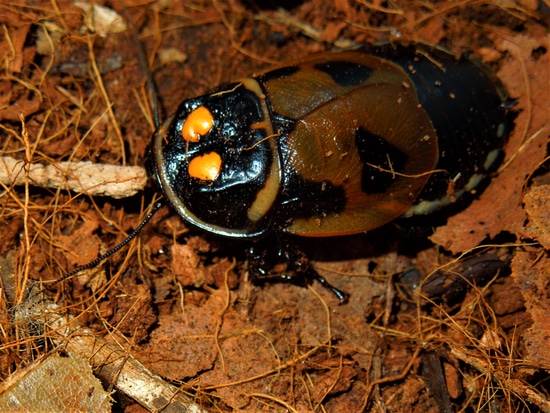 10 Ct. Warty Glowspot Roaches (Lucihormetica Verrucosa) Cockroach by The Roach Ranch