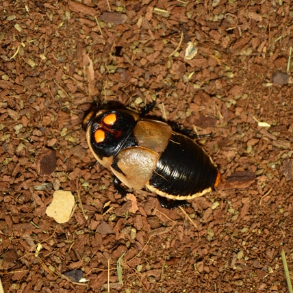 The Roach Ranch - MorphMarket