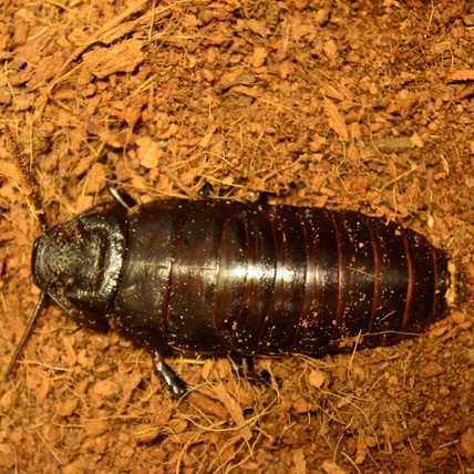 The Roach Ranch - MorphMarket