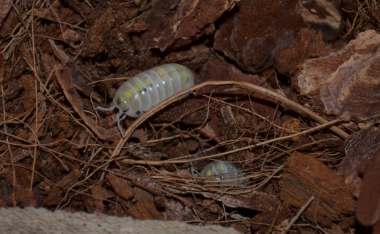 12 Ct. Armadillidium Vulgare “magic Potion” Isopod by The Roach Ranch
