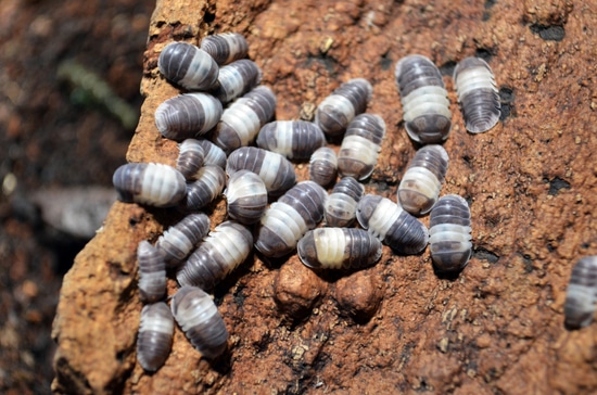 12 Ct. Cubaris Sp. “panda King” Isopod by The Roach Ranch