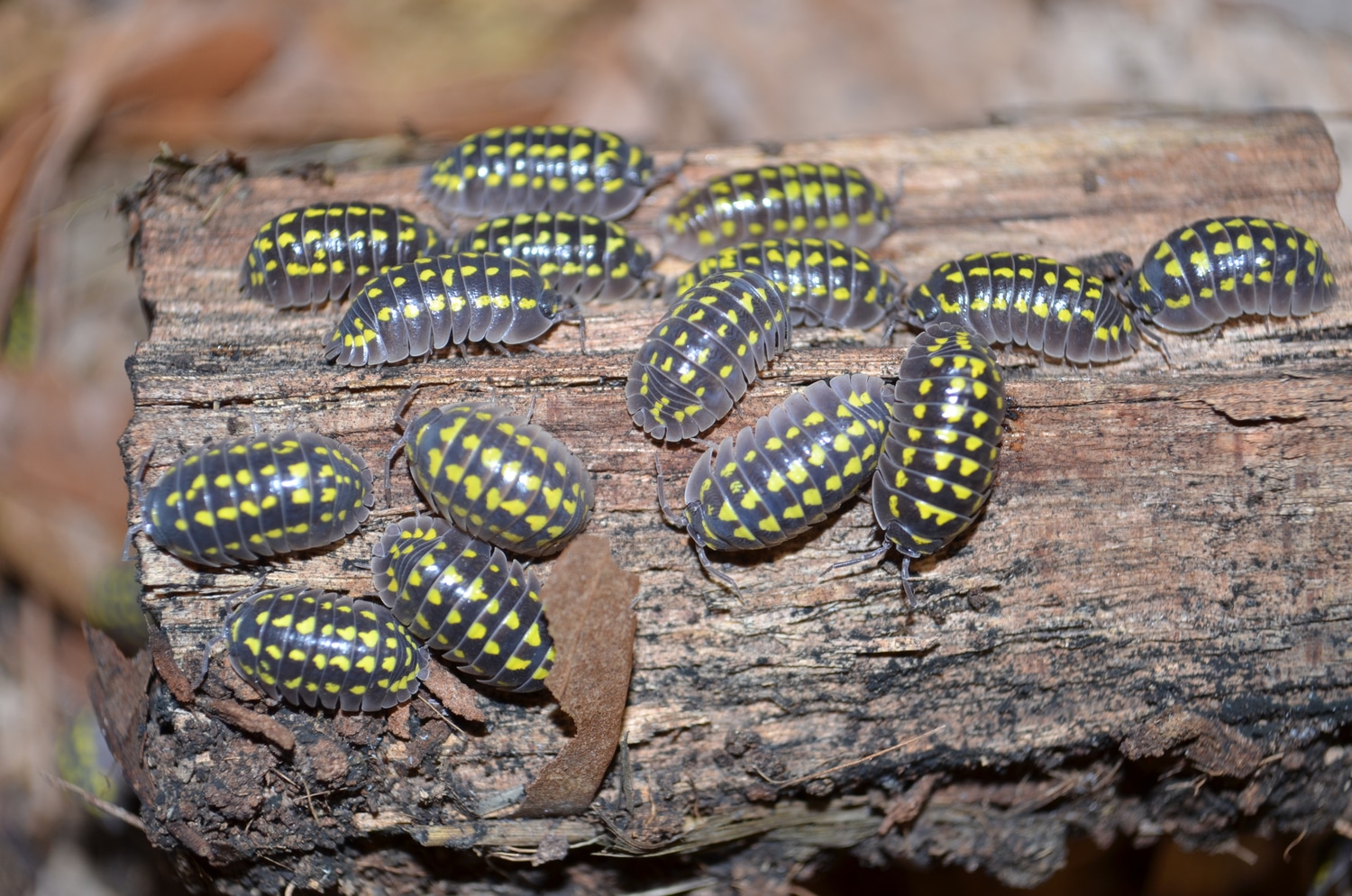 12 Ct. Armadillidum Gestroi Isopod by The Roach Ranch - MorphMarket