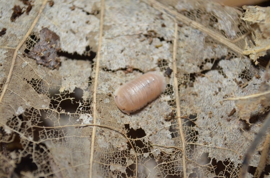 12 Ct. Cubaris Sp. “papaya” Isopod by The Roach Ranch