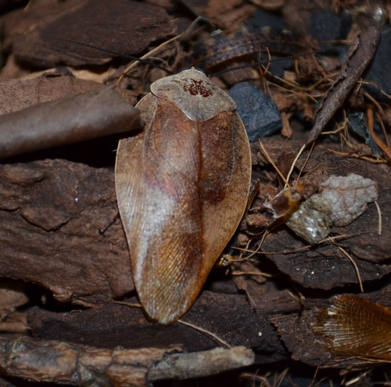 20 Ct. Porcelain Roaches (Gyna Lurida) Cockroach by The Roach Ranch