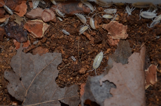 12 Ct. Porcellio Pruinosus "white Out Isopod by The Roach Ranch