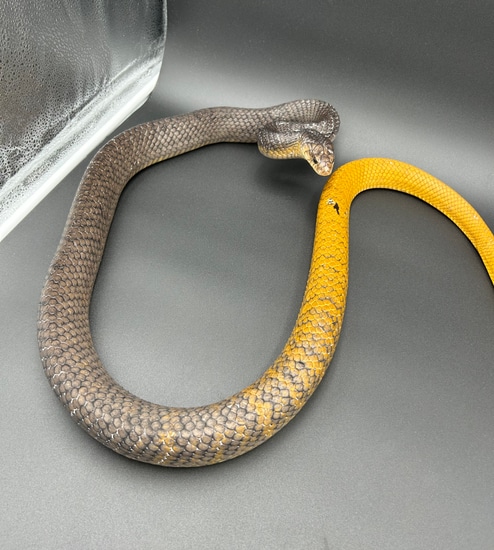 Yellow Tailed Cribo Cribo & Indigo Snakes by TheReptileSanctuary