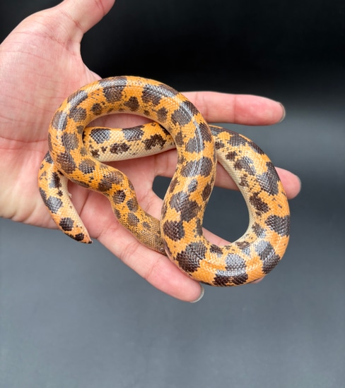 Sunburst Saharan Sand Boa by TheReptileSanctuary