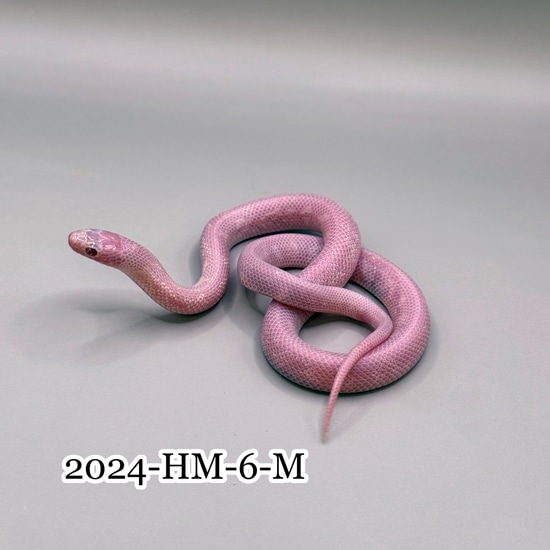 Lavender Snow California Kingsnake by The Sassy Snakes