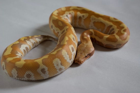 2023 Female T+ Albino Blood Python by The Scarlet Society