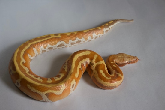 2023 Female T+ Albino Genetic Stripe Blood Python by The Scarlet ...