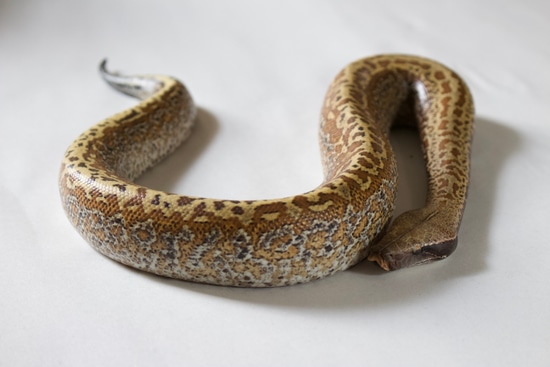 2023 Female Batik 66% Poss Het T+ Albino Blood Python by The Scarlet ...