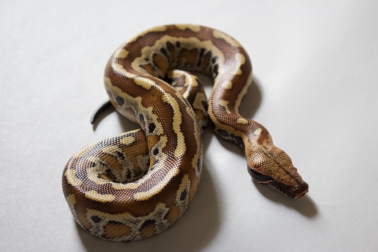 2023 Female Wild Type (Lyly Lineage) 66% Poss Het T+ Blood Python by ...