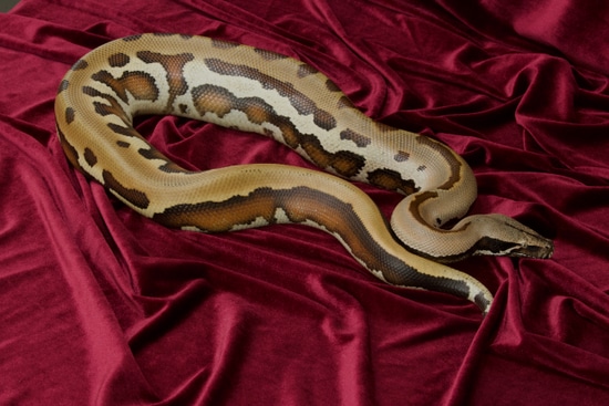 Goldeneye 66% Het T-Positive Albino Blood Python by The Scarlet Society LLC