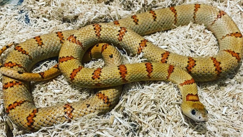Thayer's Kingsnake / Variable Kingsnake Nuevo Leon Kingsnake by TSS ...