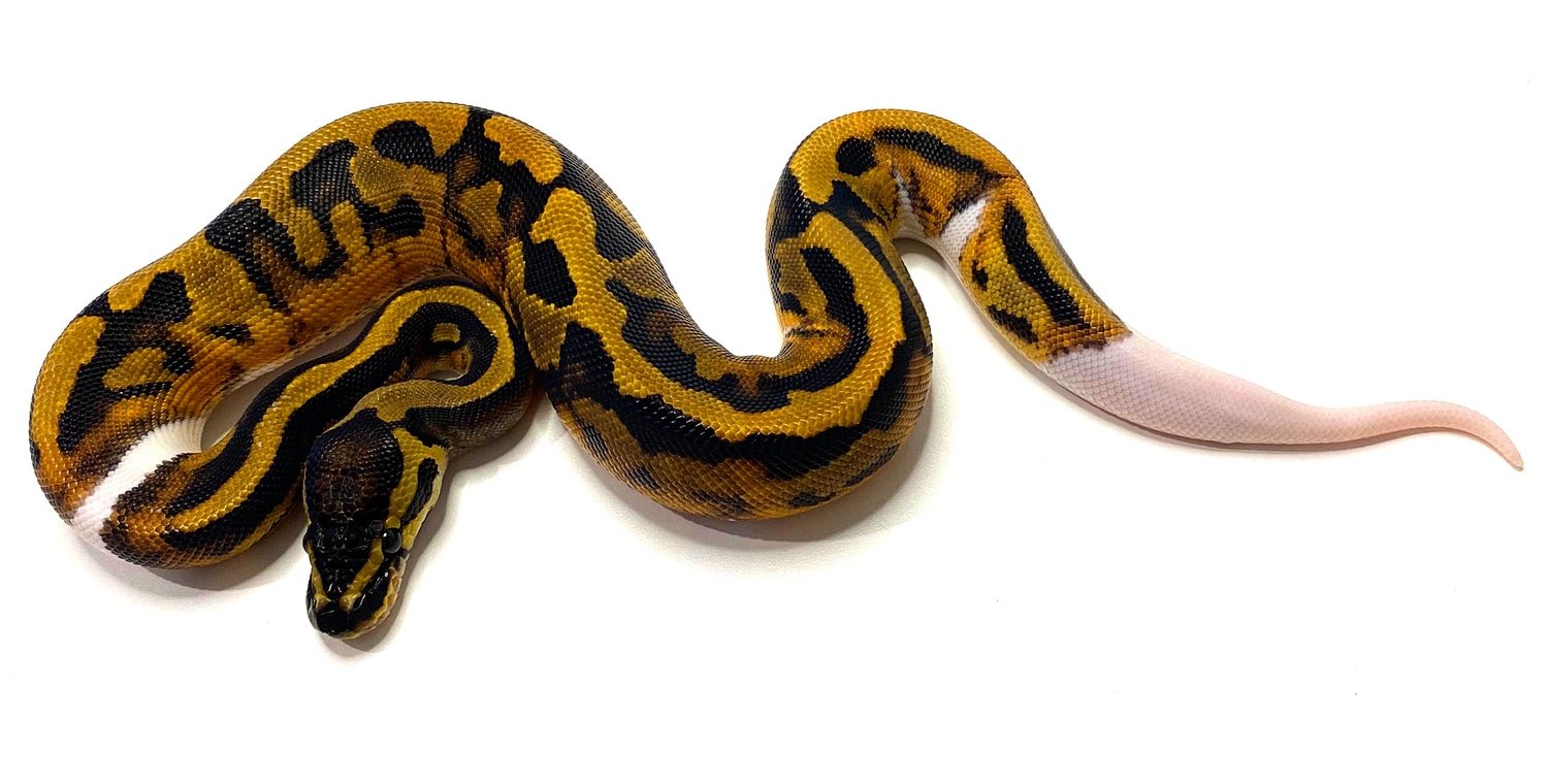 Leopard Piebald 50% Het Albino Ball Python by TSS Pythons - MorphMarket
