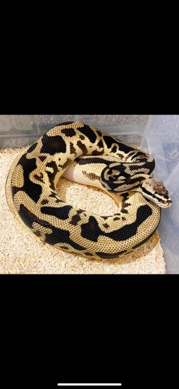 OD YB Pastel Leopard Het Clown Phet Pied PROVEN Ball Python by TSS Pythons