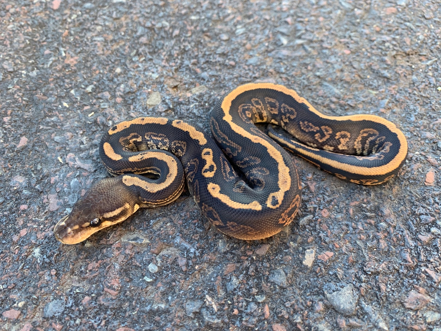 Black Pastel Red Stripe Trick Ball Python by The Seventh Serpent ...