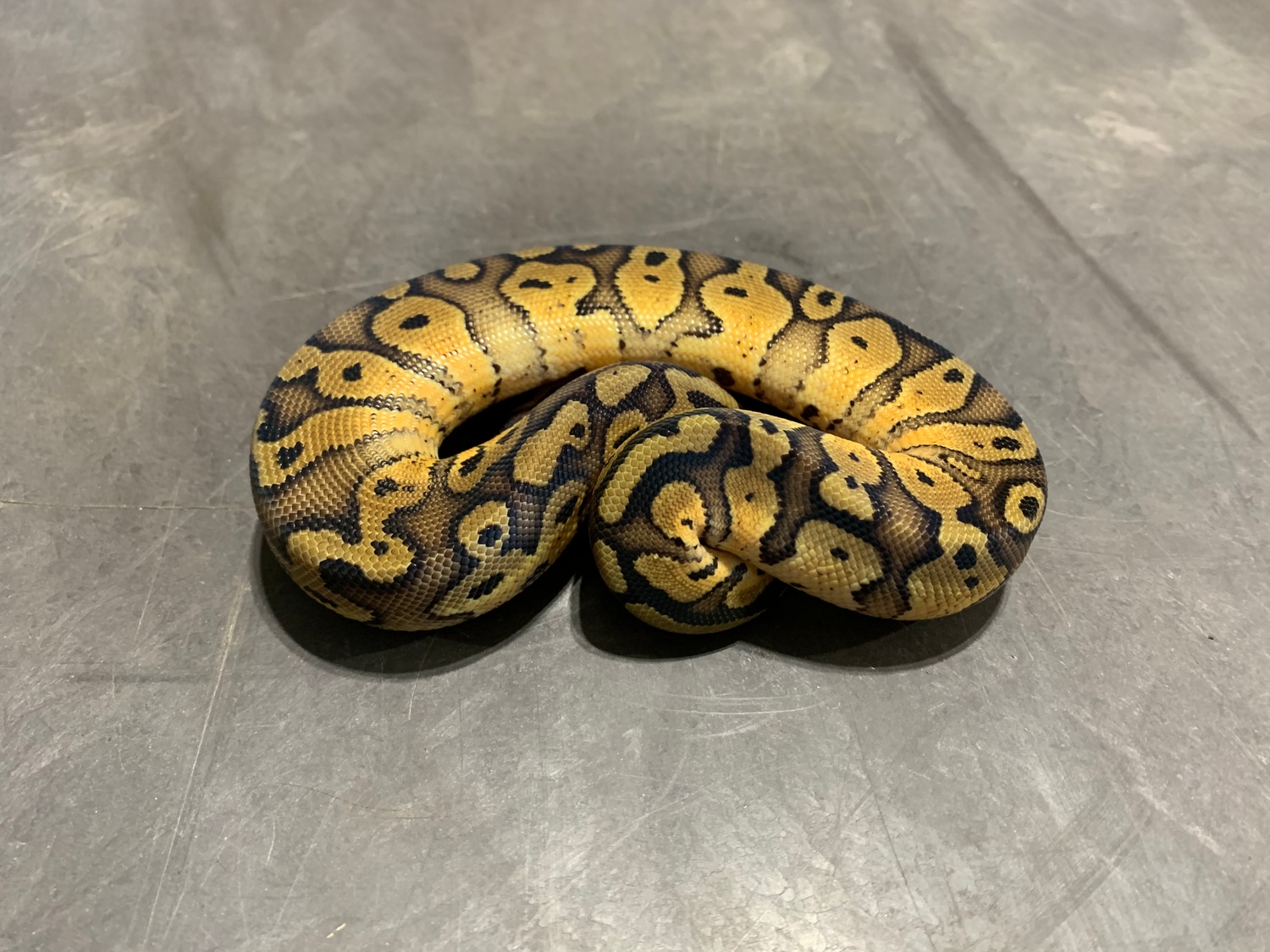 Red Stripe Pastel Ball Python by The Seventh Serpent - MorphMarket