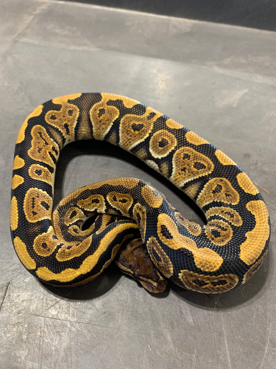 Huffman Het Hypo Ball Python by The Seventh Serpent - MorphMarket