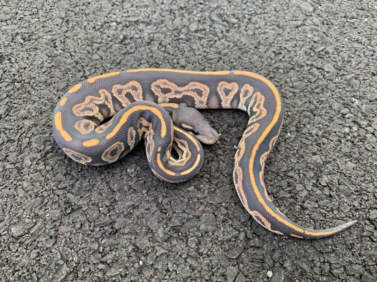 Hypo Nightbringer Ball Python by The Seventh Serpent