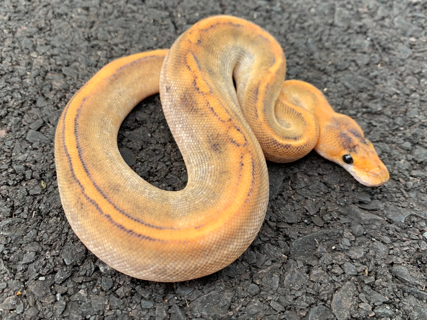 Spotnose Champagne 66% Het Clown Ball Python by The Seventh Serpent - MorphMarket