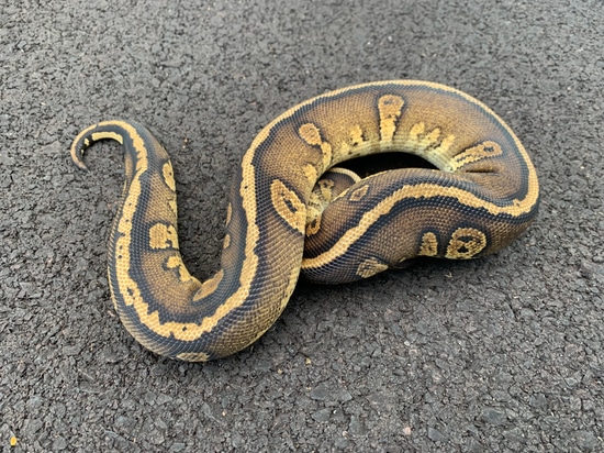 Blackhead Red Stripe Pastel Ball Python by The Seventh Serpent