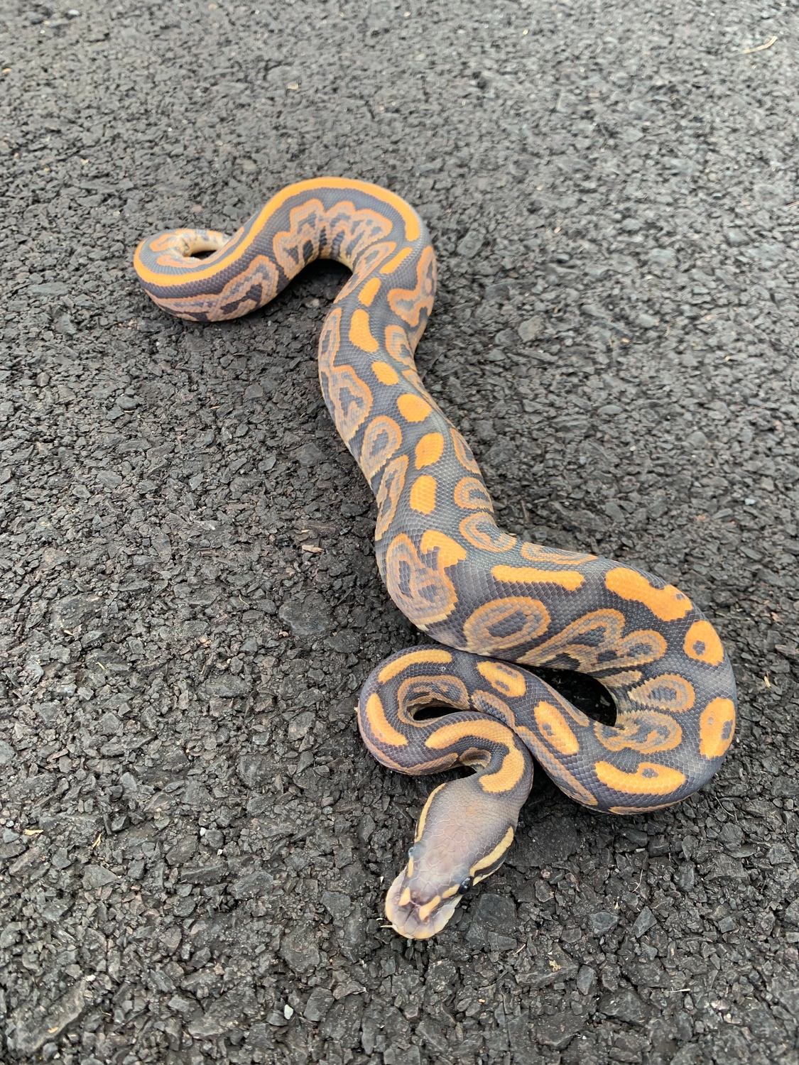 Hypo Black Pastel Trick Ball Python by The Seventh Serpent - MorphMarket