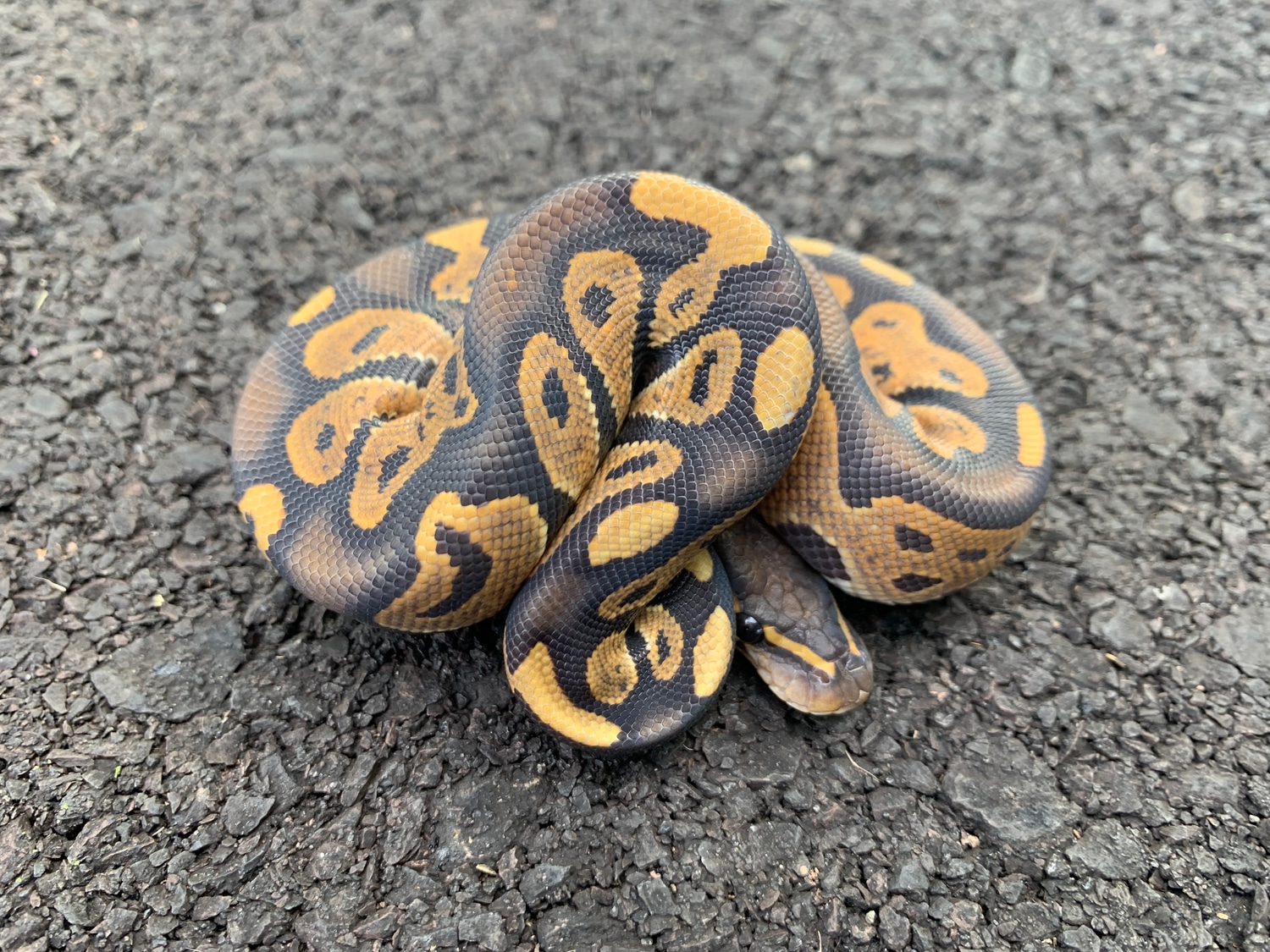 Hypo Blackhead Trick Ball Python by The Seventh Serpent - MorphMarket