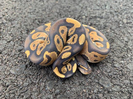 Hypo Blackhead Trick Ball Python by The Seventh Serpent