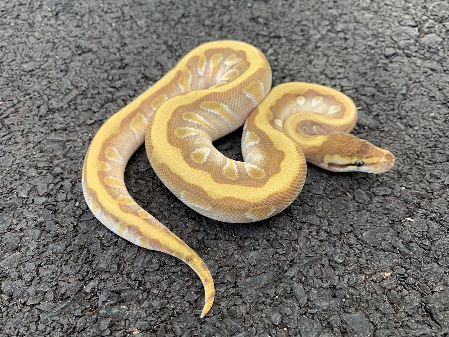 Enchi HGW Mojave Het Clown Ball Python by The Seventh Serpent - MorphMarket