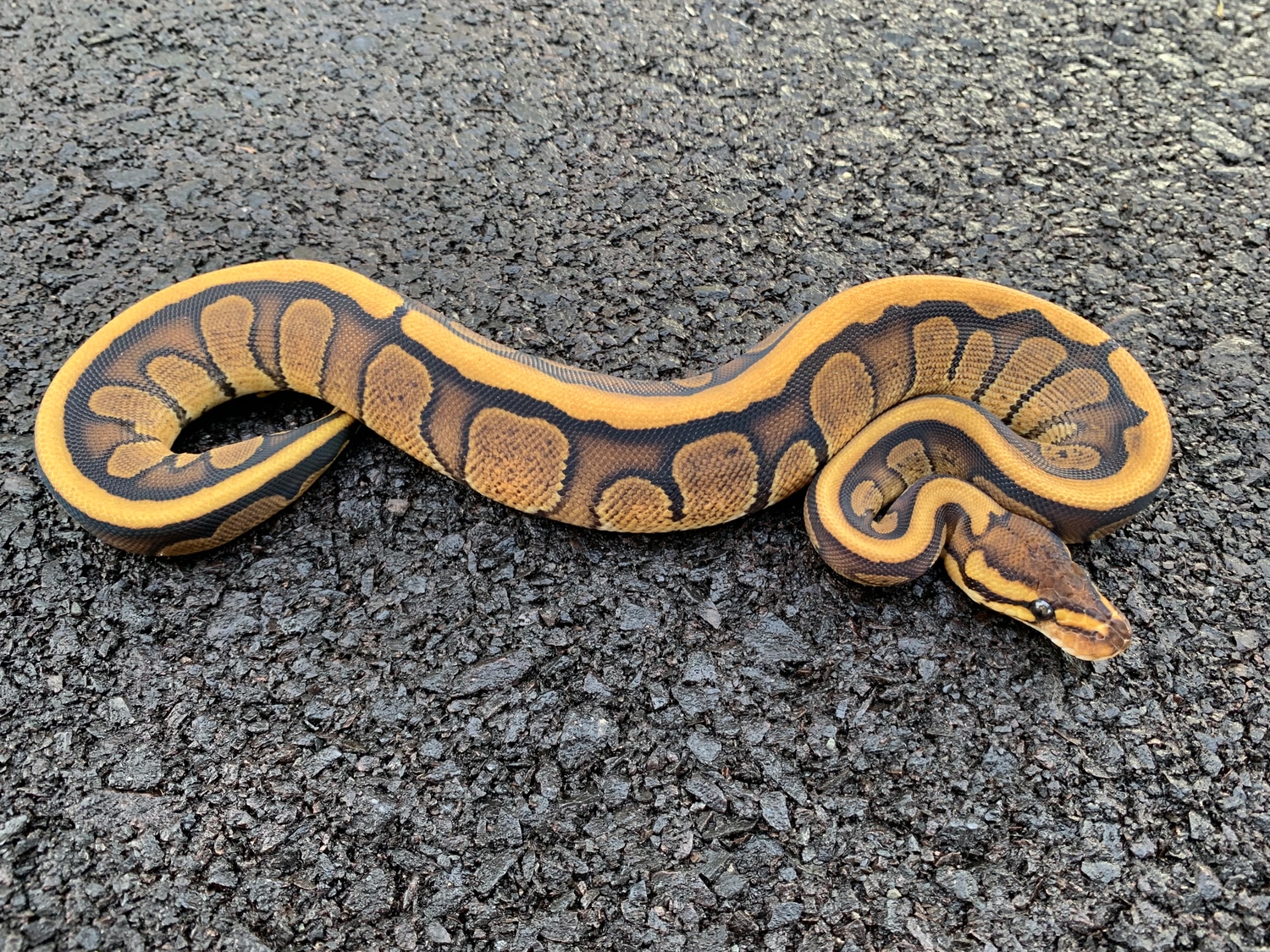 Red Stripe Arroyo Ball Python by The Seventh Serpent - MorphMarket