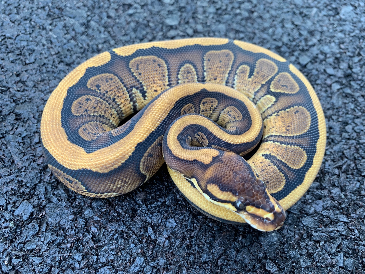 Red Stripe Arroyo Ball Python by The Seventh Serpent - MorphMarket