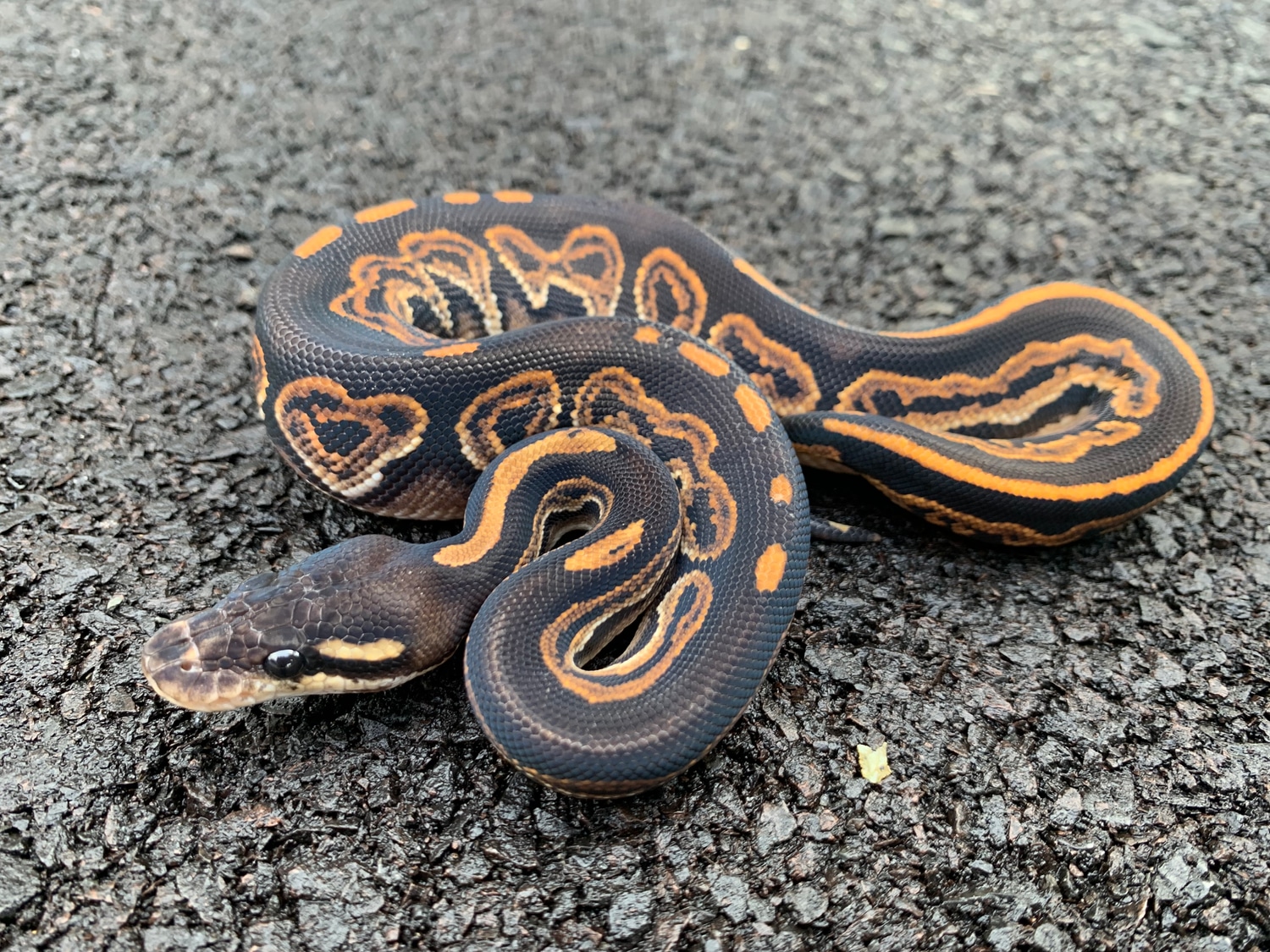 Nightbringer Het Hypo Ball Python by The Seventh Serpent - MorphMarket