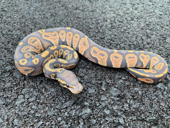 Blackhead Trick Hypo Ball Python by The Seventh Serpent