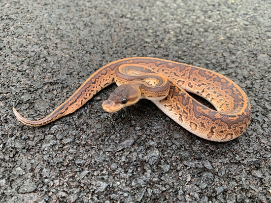 Nightbringer Pinstripe Het Ultramel Ball Python by The Seventh Serpent