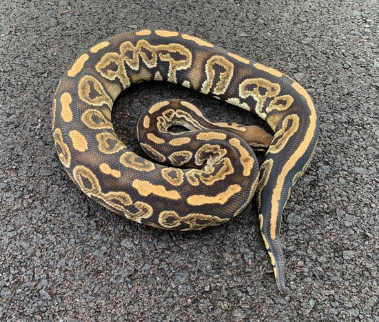 Black Pastel Ball Python by The Seventh Serpent