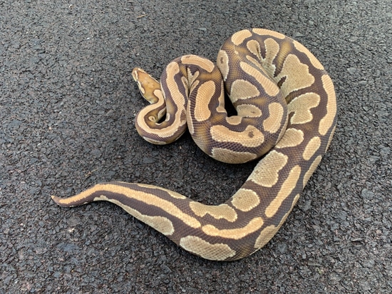 Fire Pos Het Pied Ball Python by The Seventh Serpent