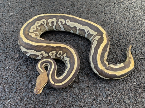 Leopard Mojave Het Clown Ball Python by The Seventh Serpent
