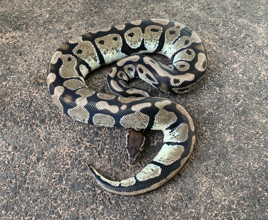 VPI Axanthic Pair Ball Python by The Seventh Serpent